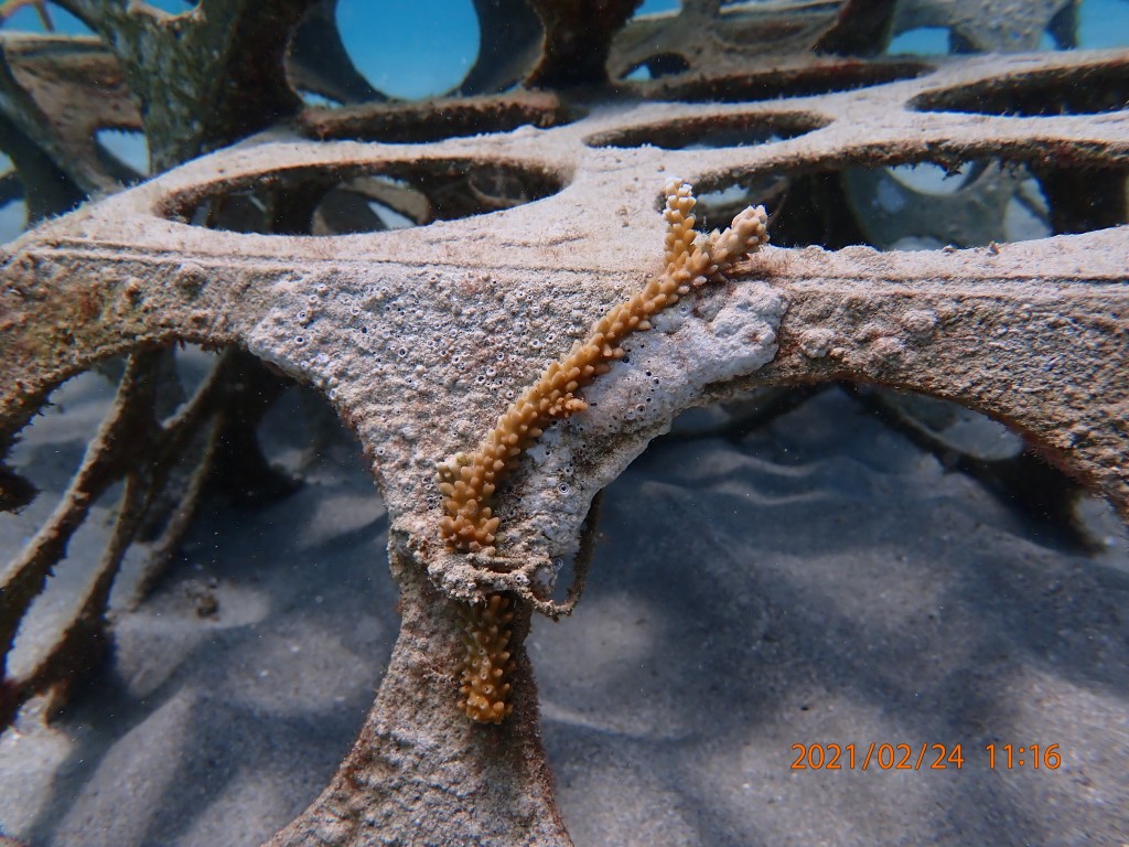 Artificial Reefs Program | Boskalis